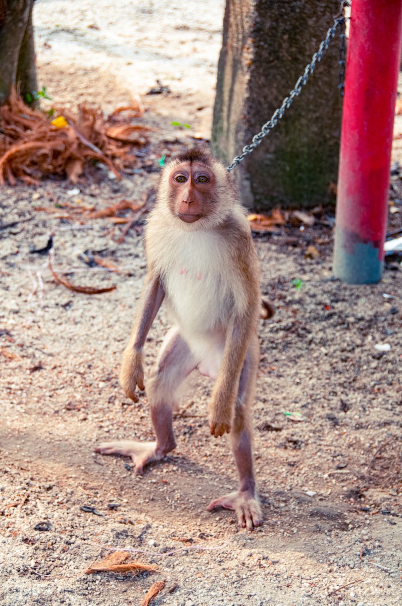 Primates – After The Rain